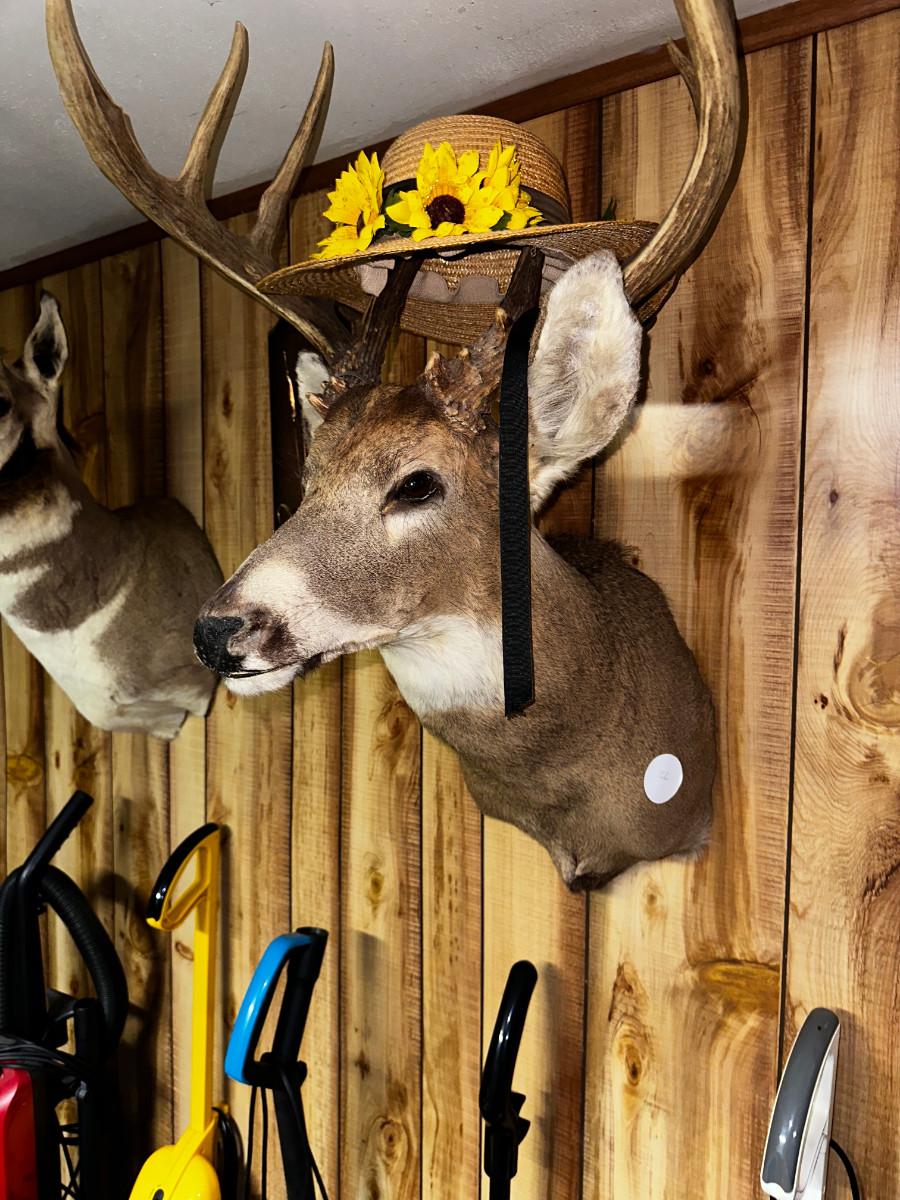 Deer taxidermy | EstateSales.org