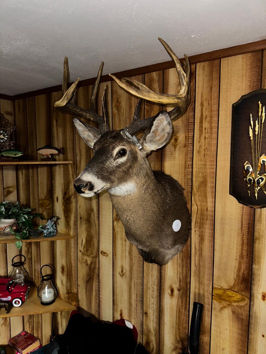 Deer Taxidermy | EstateSales.org