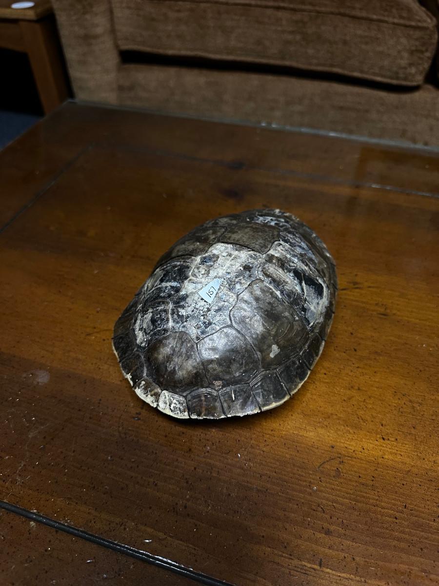 Tutle Shell Taxidermy