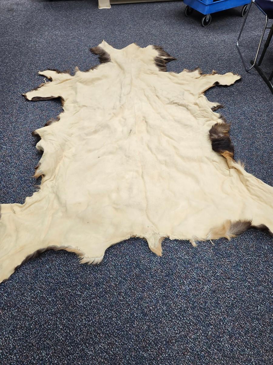 Bull Elk Hide | EstateSales.org
