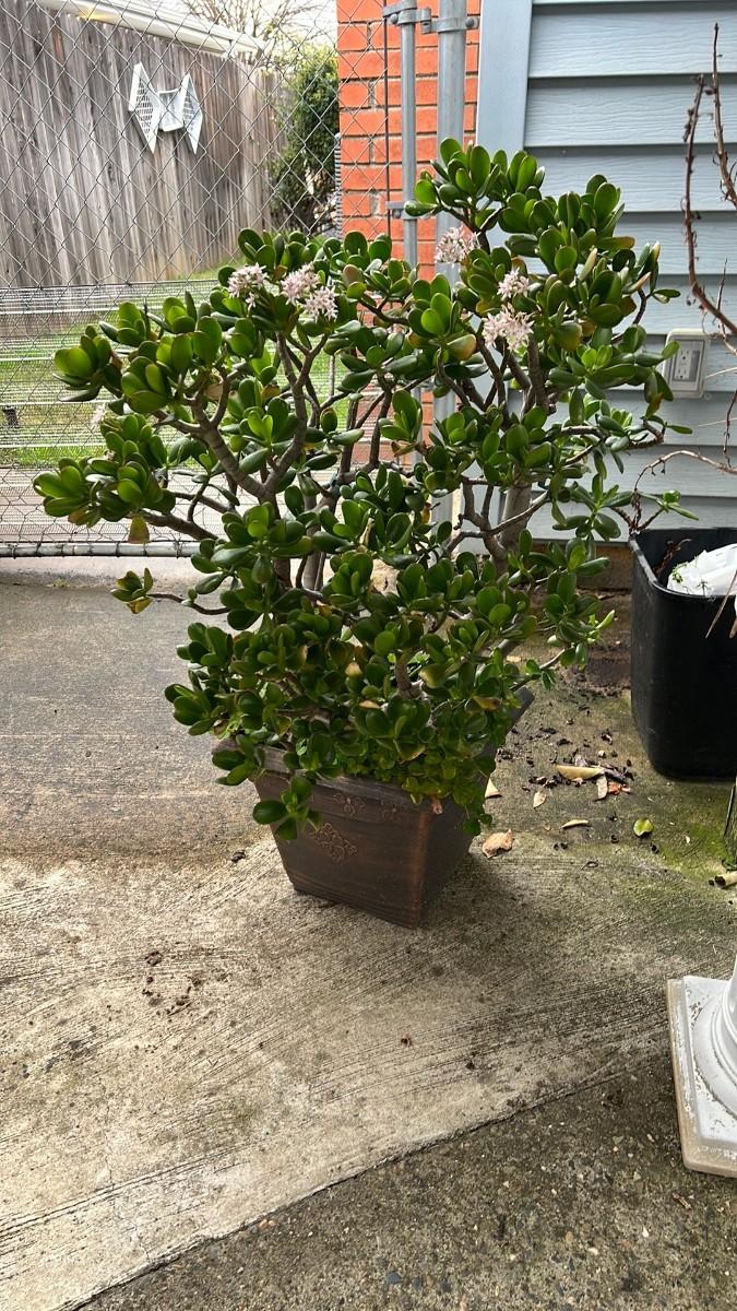 Large Jade Plant in Rustic Pot | EstateSales.org