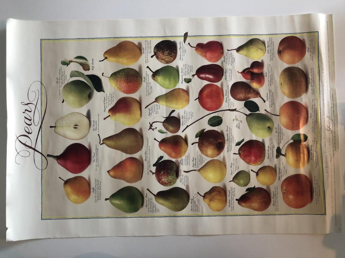 Lithographic Pear Poster | EstateSales.org