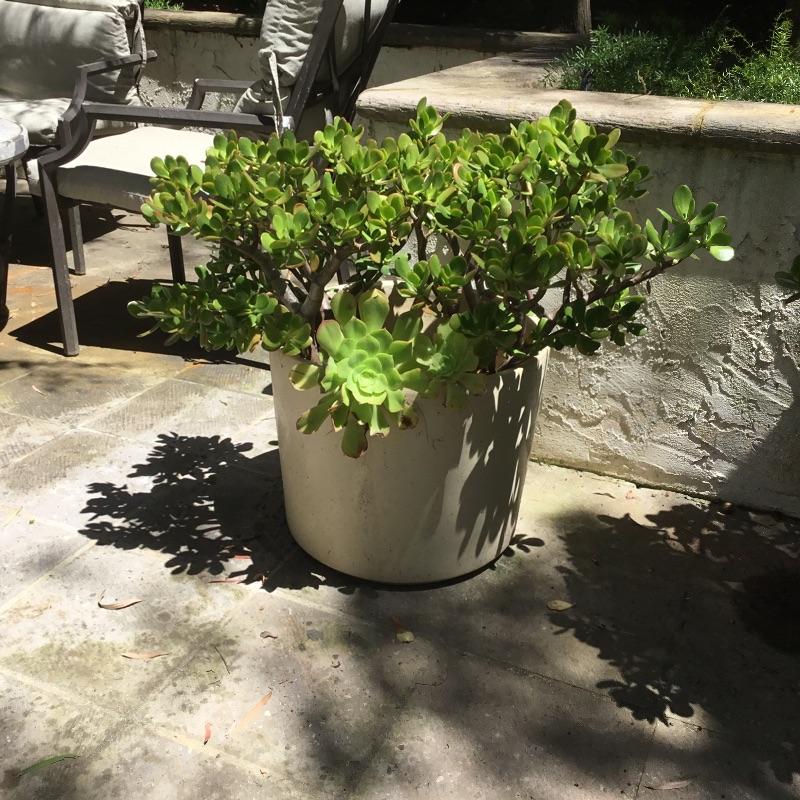 P-116 large ceramic pot with jade plant | EstateSales.org