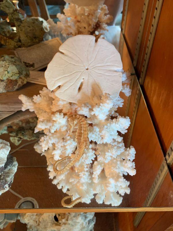 Coral display | EstateSales.org