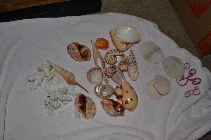 Lot 98 Collection of small to medium sea shells | EstateSales.org