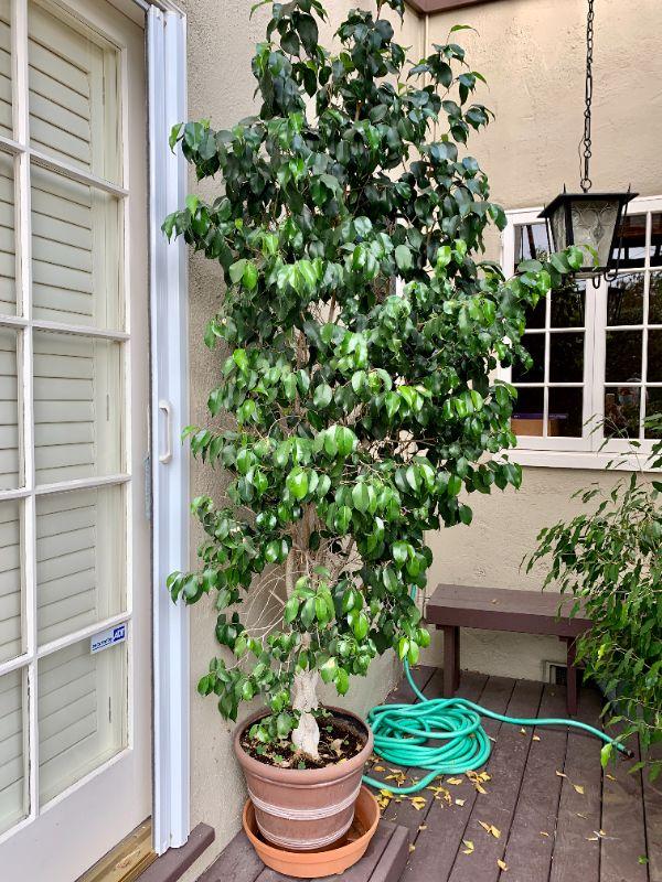 LOT 226 LARGE HEALTHY MATURE FICUS TREE | EstateSales.org