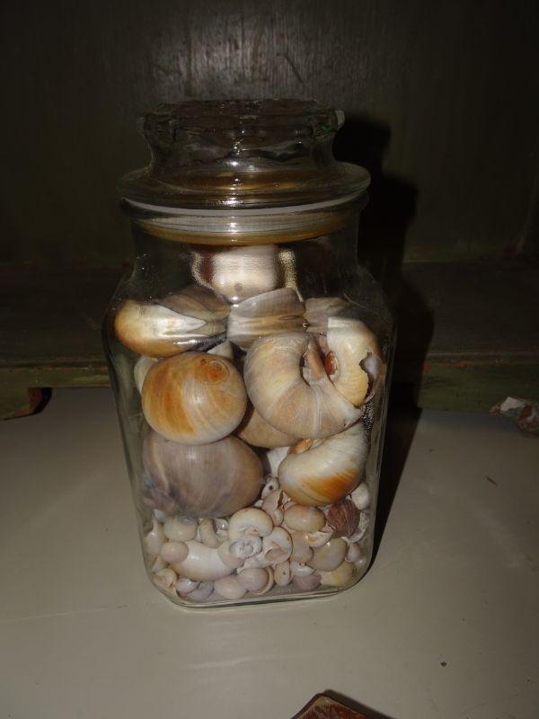 Jar of Shells | EstateSales.org