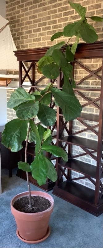 319 Large Potted Fig Plant Tree | EstateSales.org