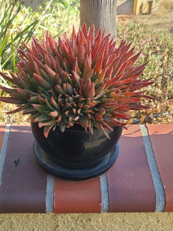 Cactus | EstateSales.org