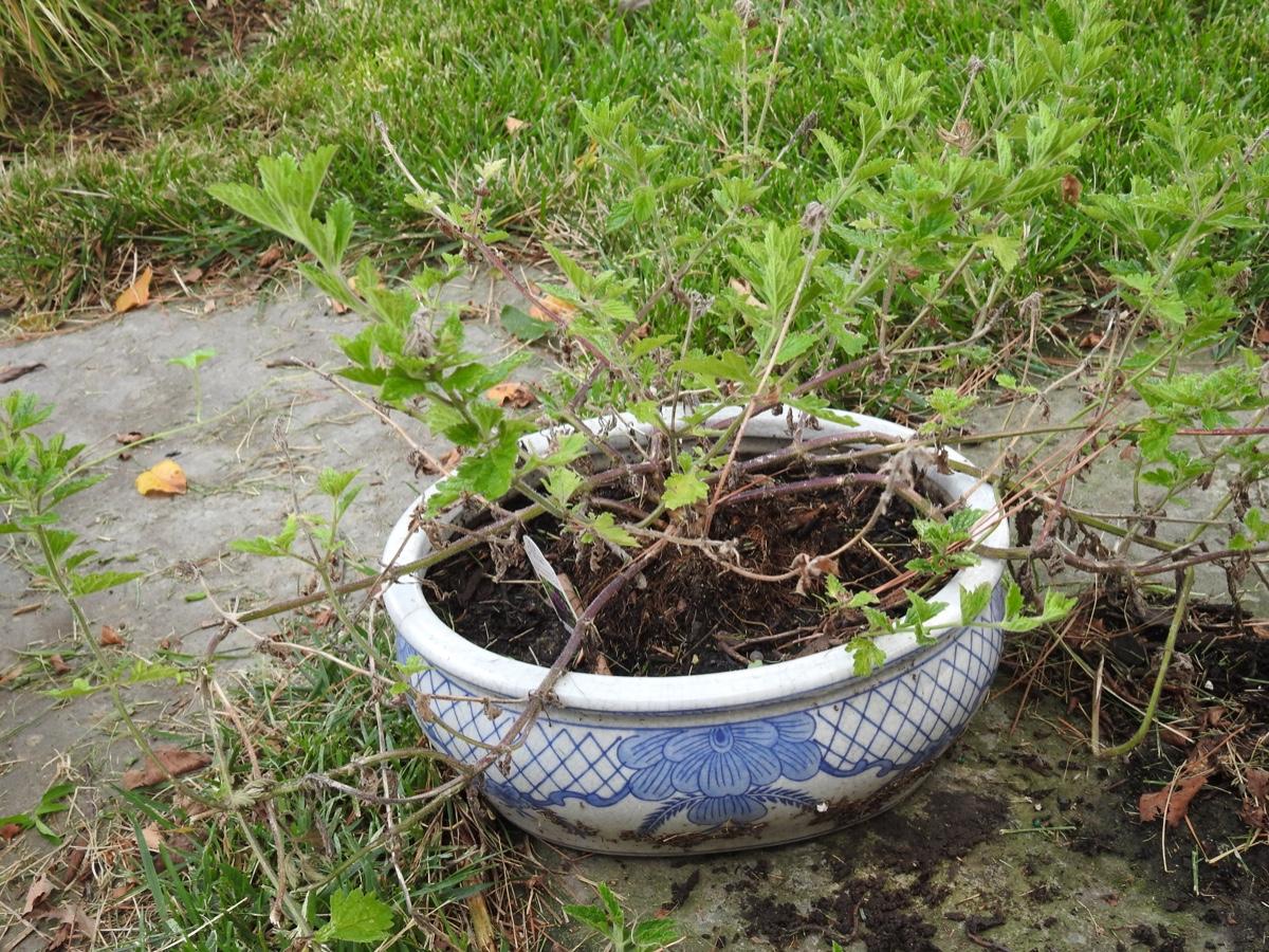 Large, flat Asian style flower pot | EstateSales.org