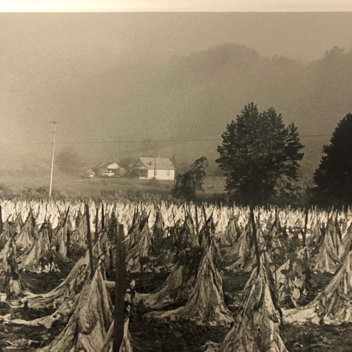 Signed Photograph by Rob Amberg: “Cut Burley Tabacco, Upper Brush Creek ...