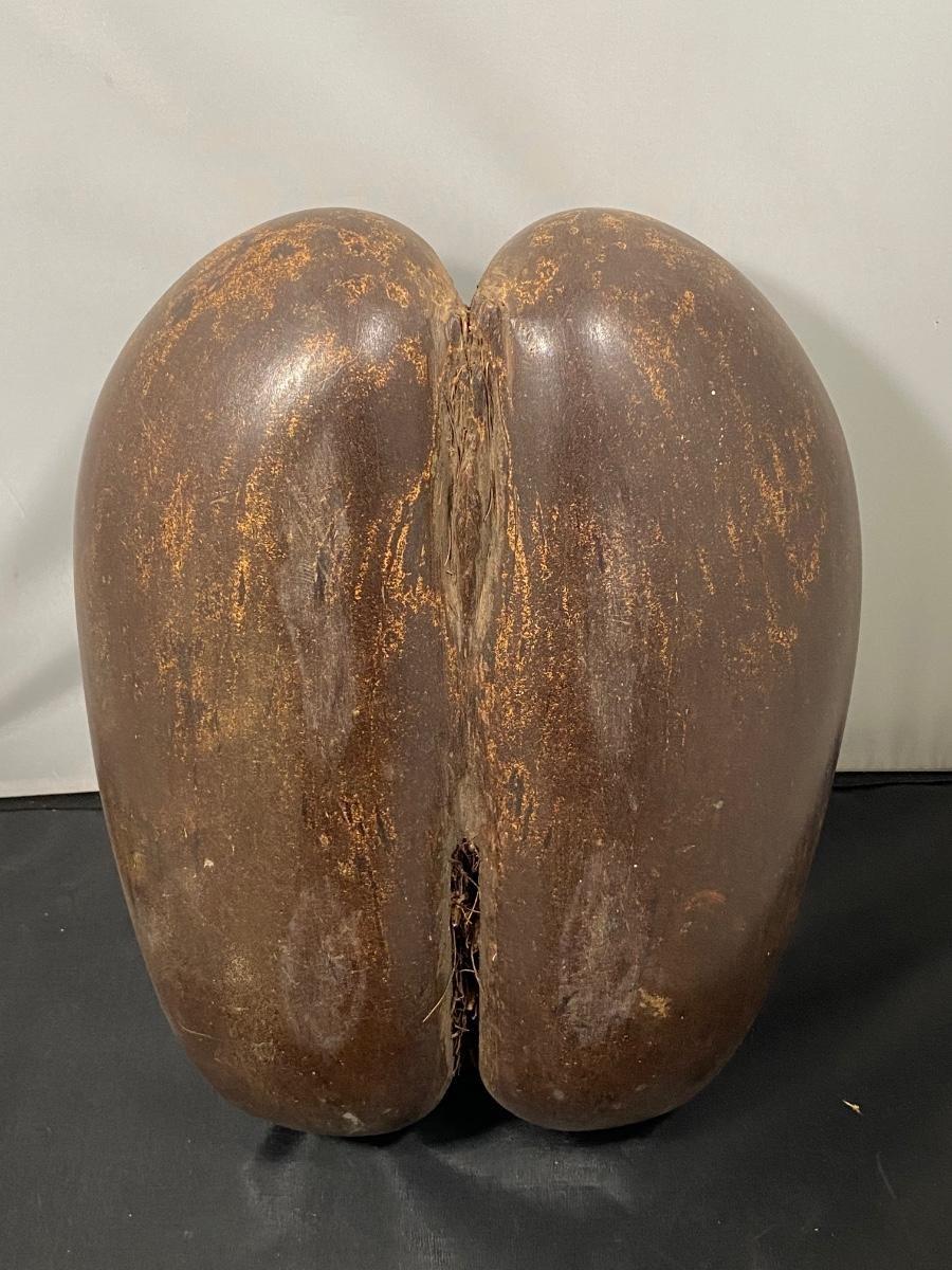 Vintage Authentic Coco de Mer Seychelles Seed Old Sea Nut Whole Carved ...