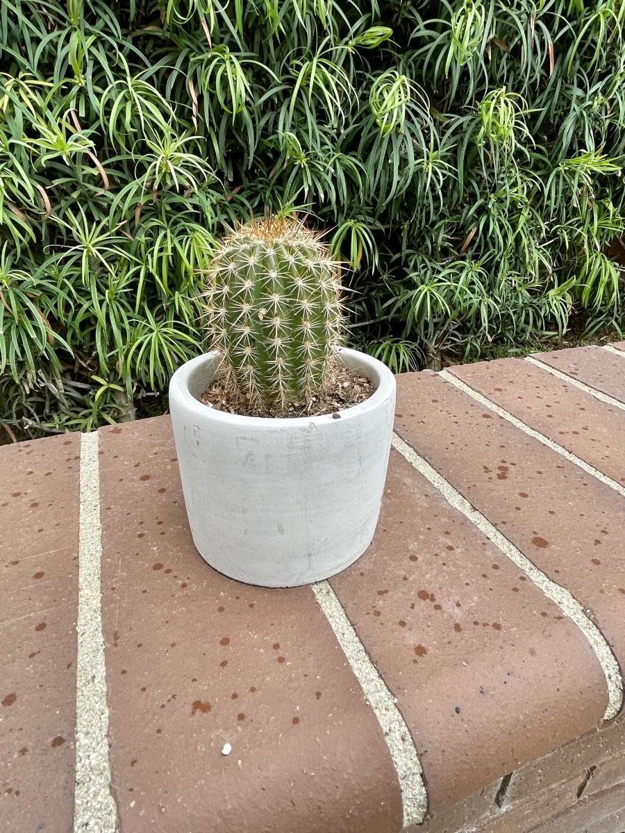 Small Potted Cactus | EstateSales.org