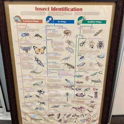 Large Framed Insect Identification Poster | EstateSales.org