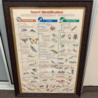 Large Framed Insect Identification Poster | EstateSales.org