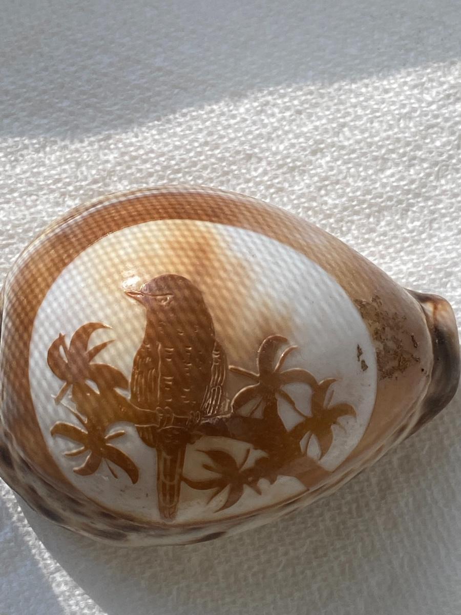 Antique Carved Cawrie Shell | EstateSales.org