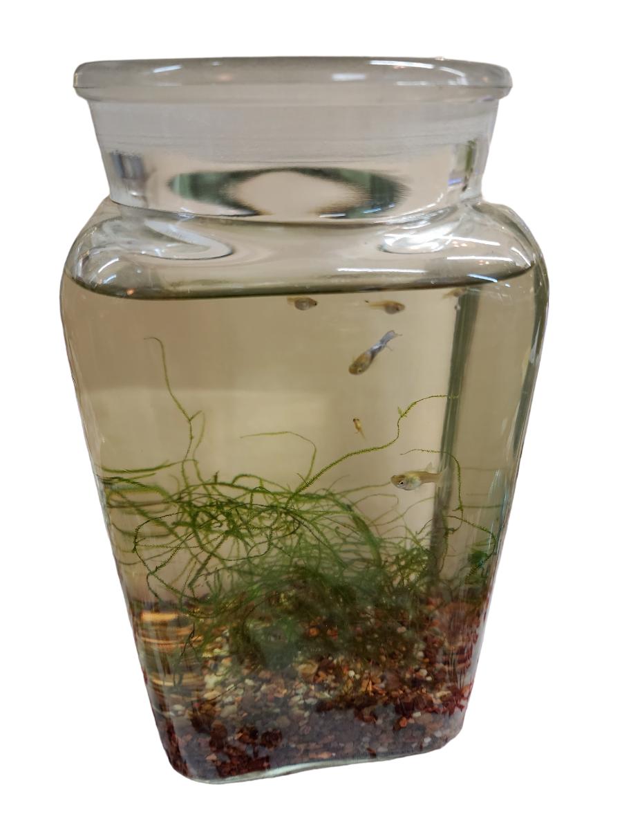 Fishbowl Glass w/live Guppies Fish | EstateSales.org