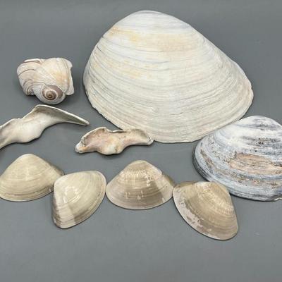 Weathered Seashell Lot | EstateSales.org