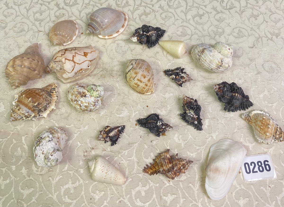 Sea Shells | EstateSales.org
