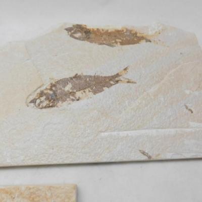 Nice Set of Three Green River Fish Fossils on Limestone Slabs Choice B ...