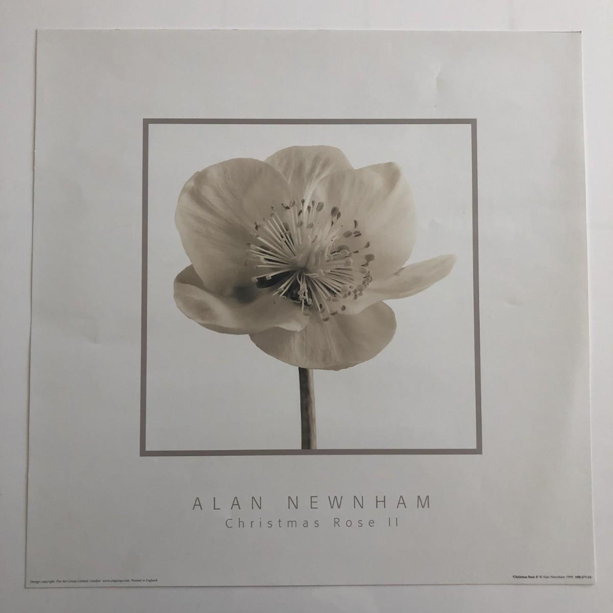 Alan Newnham - Christmas Rose II - Art Print - 1999 | EstateSales.org