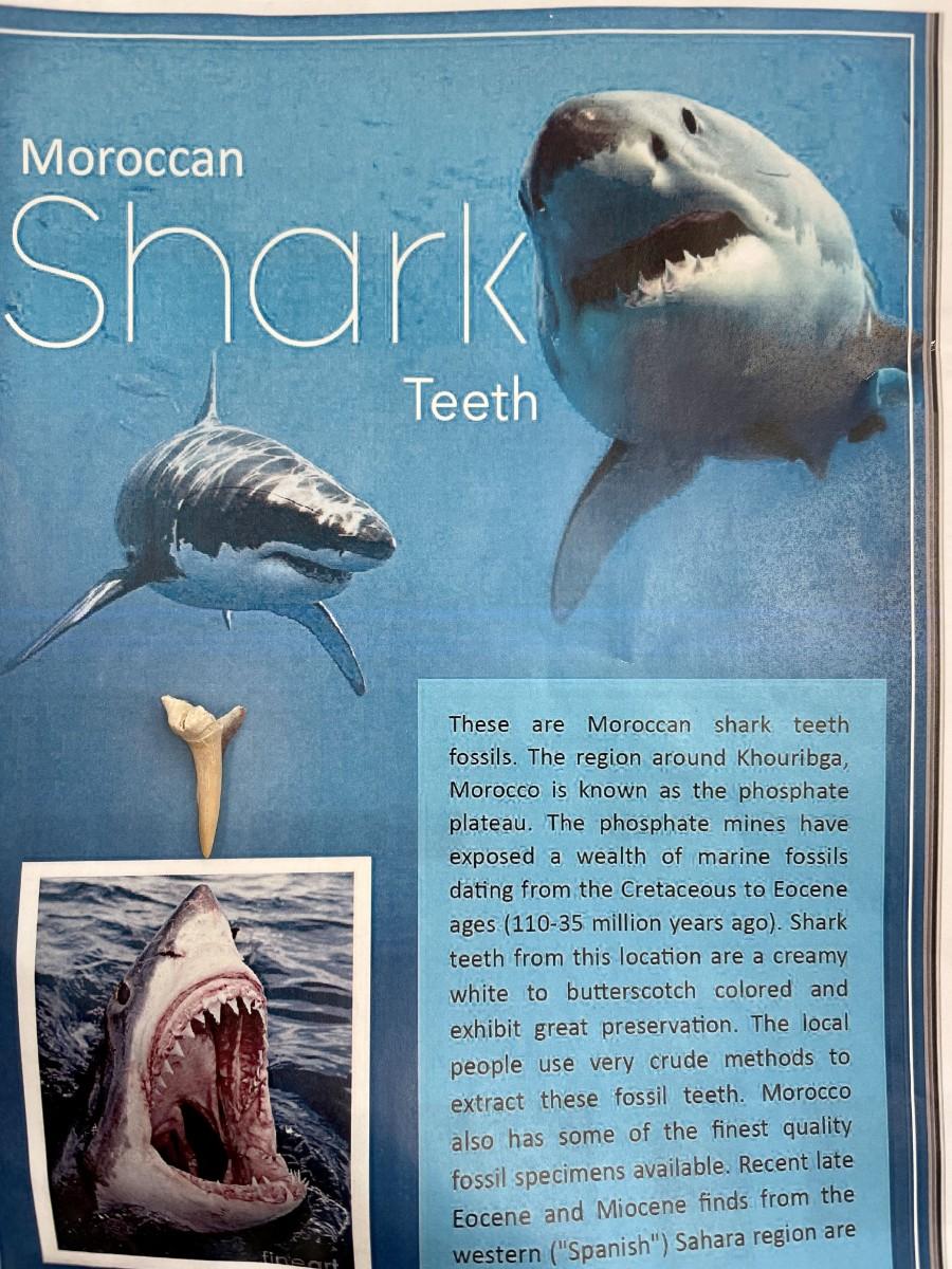 Moroccan Shark Tooth fossil | EstateSales.org