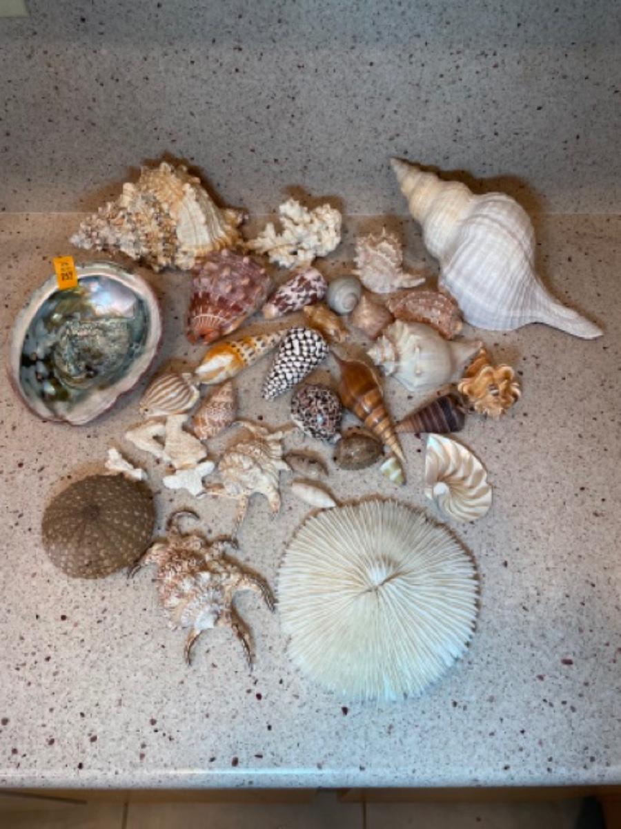 Large lot of seashells | EstateSales.org