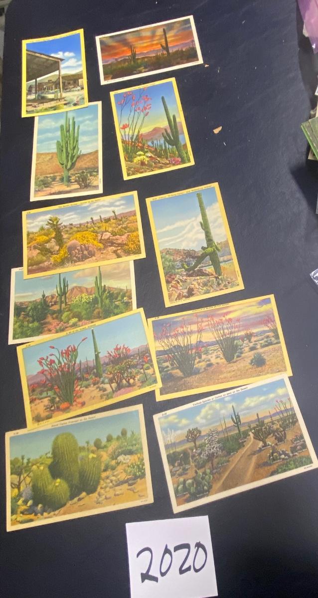 Vintage Cactus Postcards | EstateSales.org