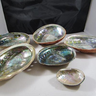 Collection of Abalone Shells- Assorted Sizes | EstateSales.org