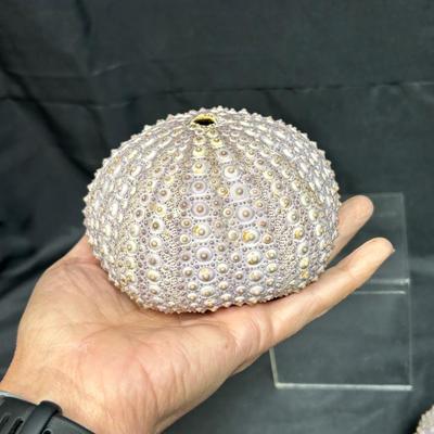 Large Natural Purple Sea Urchin Shells Beachy Coastal Decor ...
