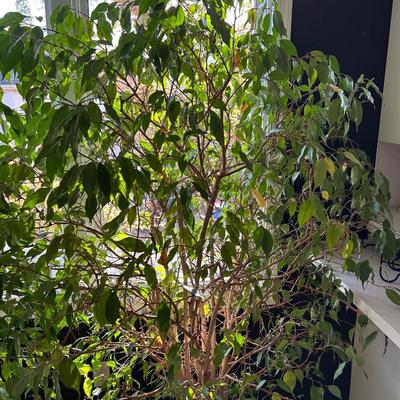 LOT 85: Live Ficus Tree | EstateSales.org