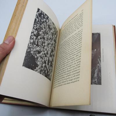 Hardy Californians Lester Rowntree Lester Rowntree The Macmillan ...