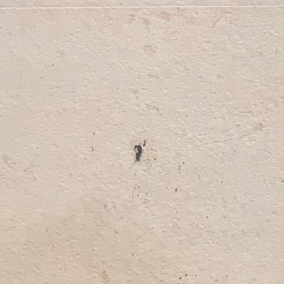 LOT 53M: Signed Industrial Lithograph Vineland artist Fred Manders ...